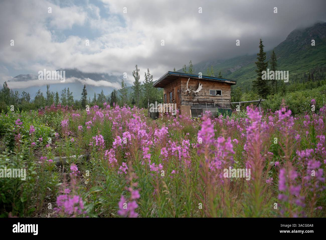 Remote hunting cabin in Alaska bush Stock Photo - Alamy