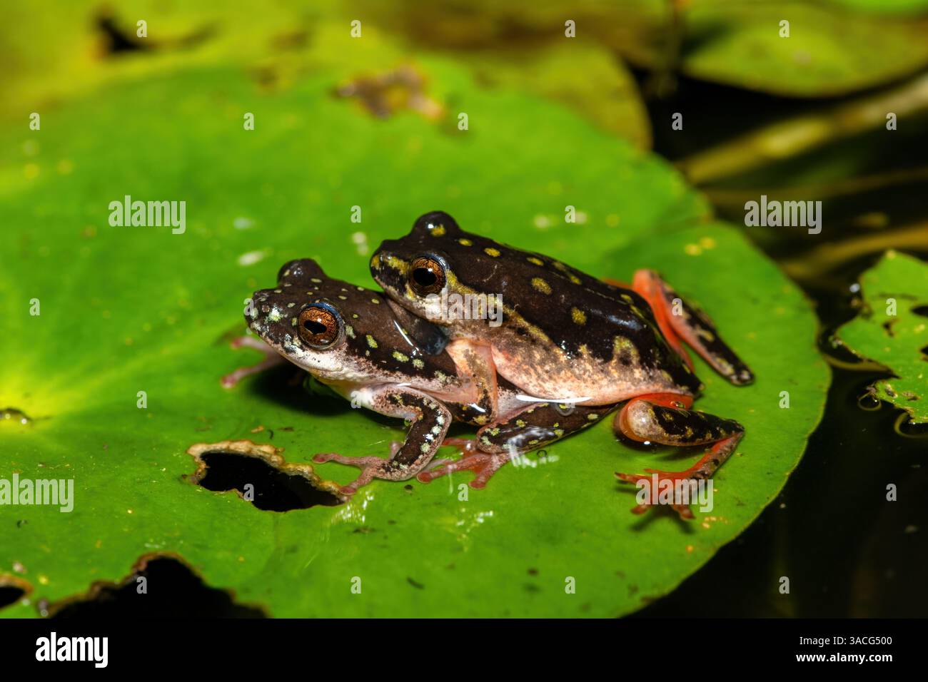 A cute painted reed frog (Hyperolius marmoratus marmoratus), also known ...