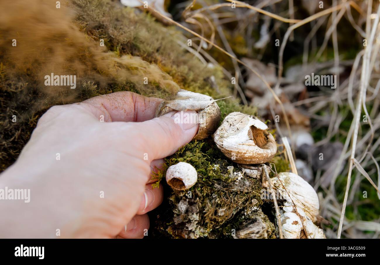 Common puffball Lycoperdon perlatum spores fly up into the air as ...