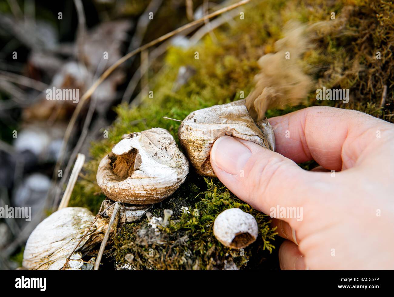 Common puffball Lycoperdon perlatum spores fly up into the air as ...