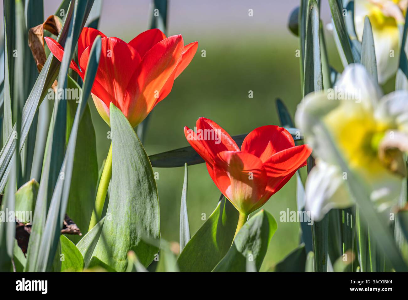 Scarlet Bloom in the Spring Garden Stock Photo - Alamy