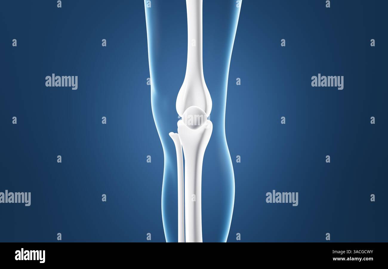 Human kneecap model, Biological and medical concepts, 3d rendering. 3d ...