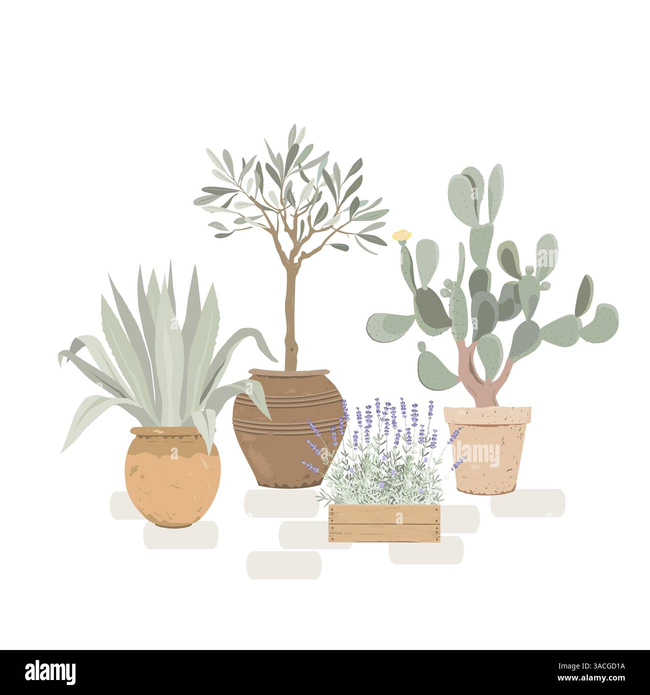 Potted agave, olive tree, prickly pear cactus, and lavender ...