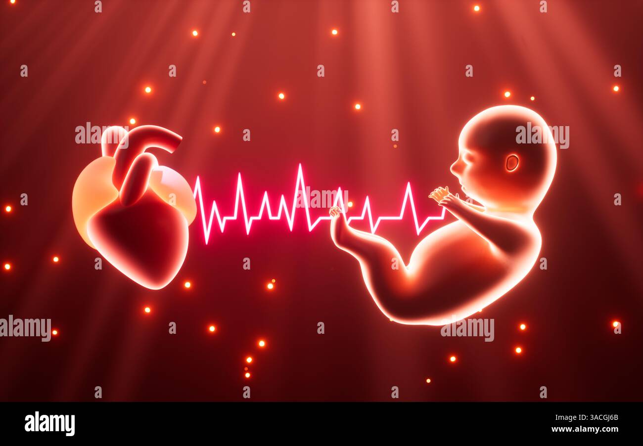 Human embryo model and fetal heartbeat , 3d rendering. 3d illustration ...