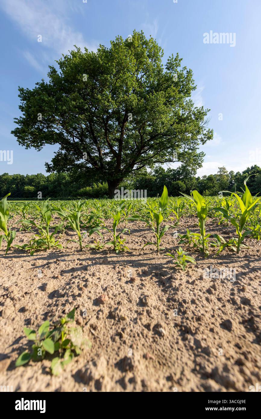 an oak in a green cornfield with young sweet corn, one oak in an ...