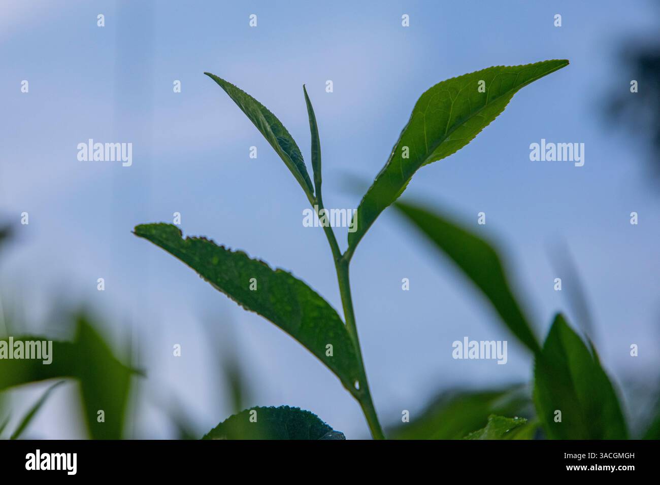 Close-up of fresh tea leaves in a tea garden in Srimangal, Moulvibazar ...