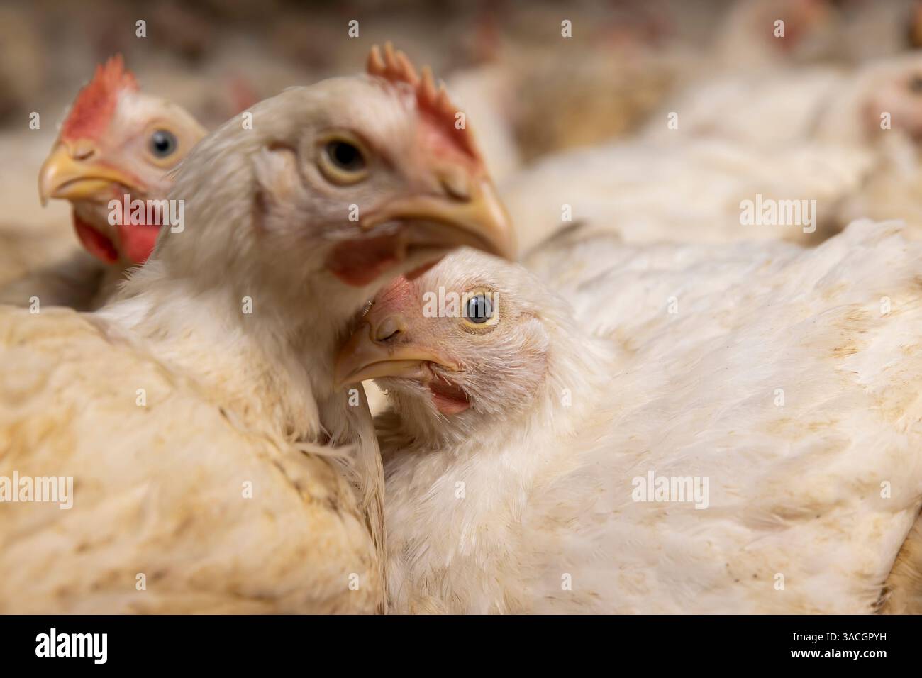 chickens in a poultry farm without cages closeup, a large number of fat ...