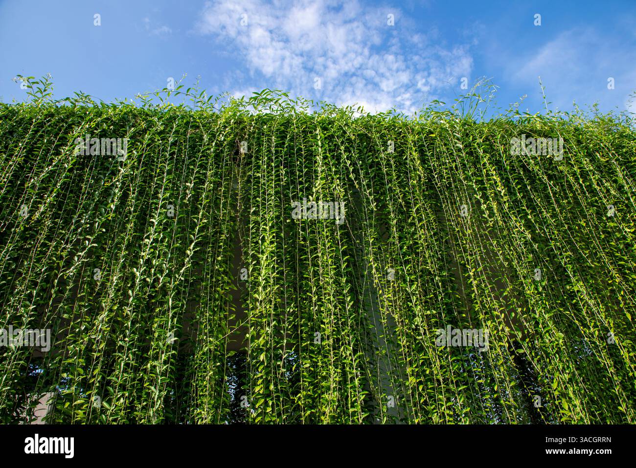 Lee Kwan Yew (Vernonia elliptica) – Also known as Curtain Creeper, this ...