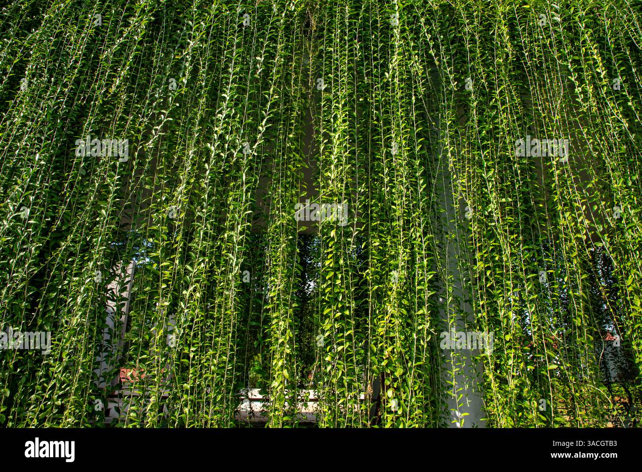 Vernonia creeper hi-res stock photography and images - Alamy