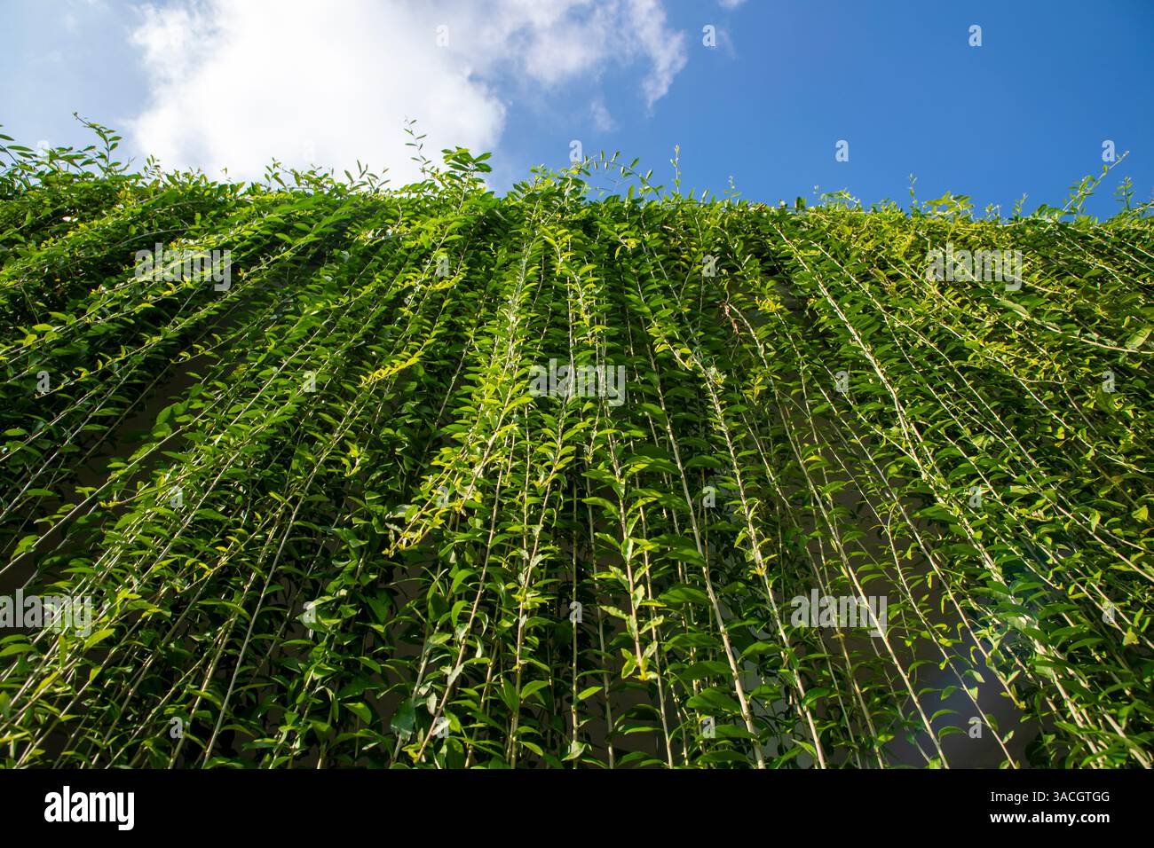 Lee Kwan Yew (Vernonia elliptica) – Also known as Curtain Creeper, this ...