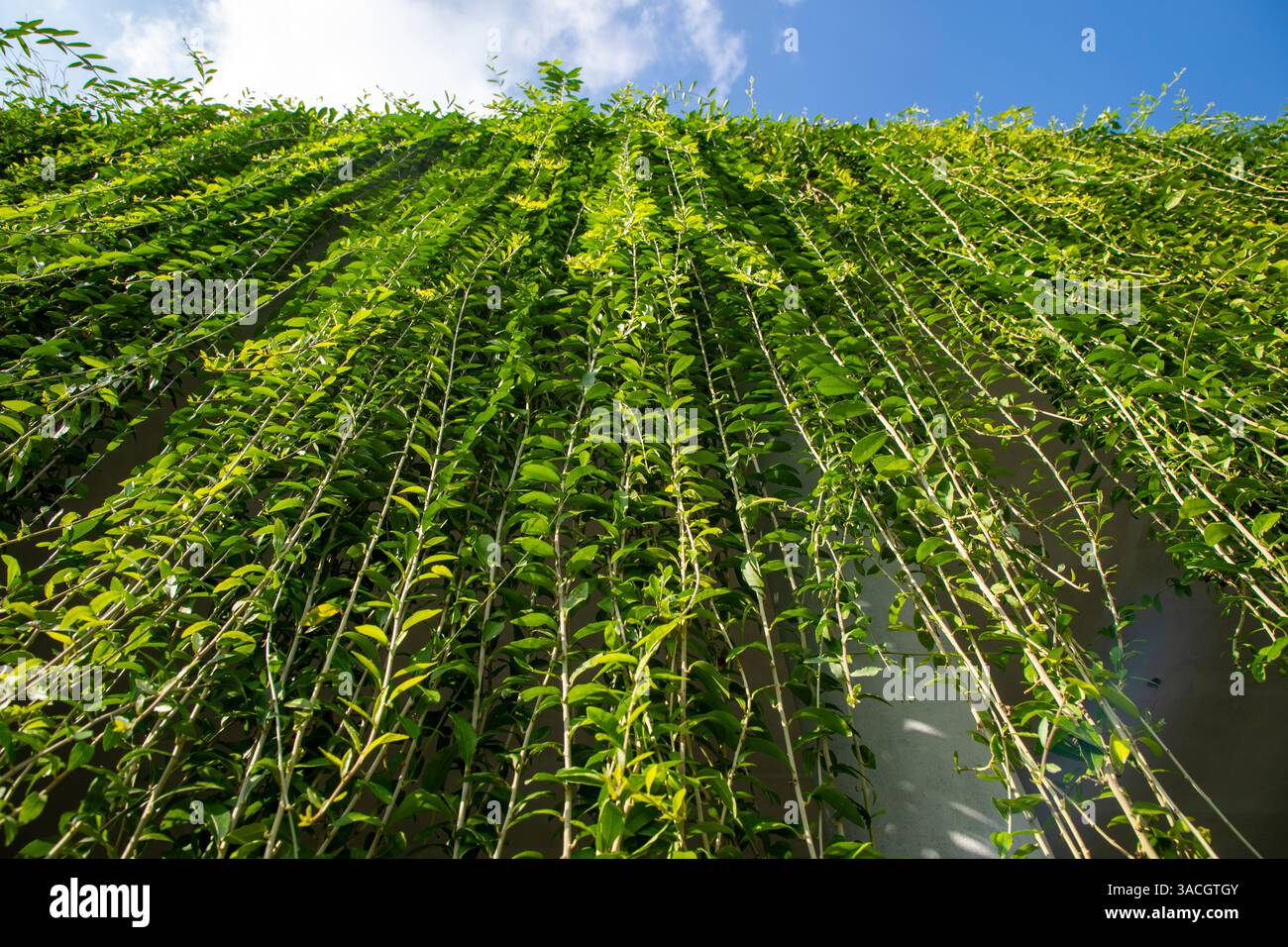 Lee Kwan Yew (Vernonia elliptica) – Also known as Curtain Creeper, this ...