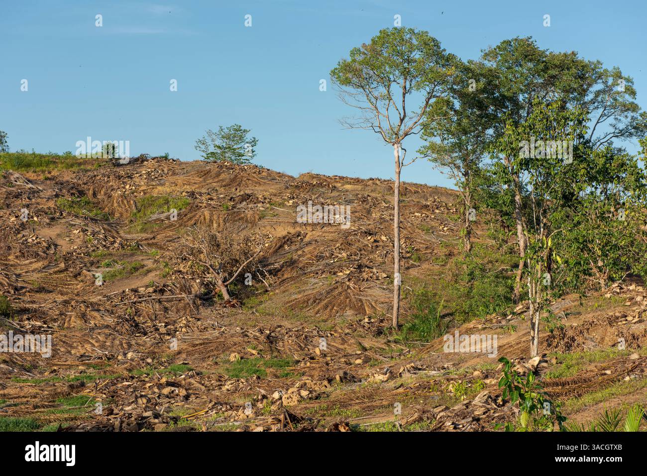 Deforestation for palm oil production in Sabah, Borneo, Malaysia Stock ...