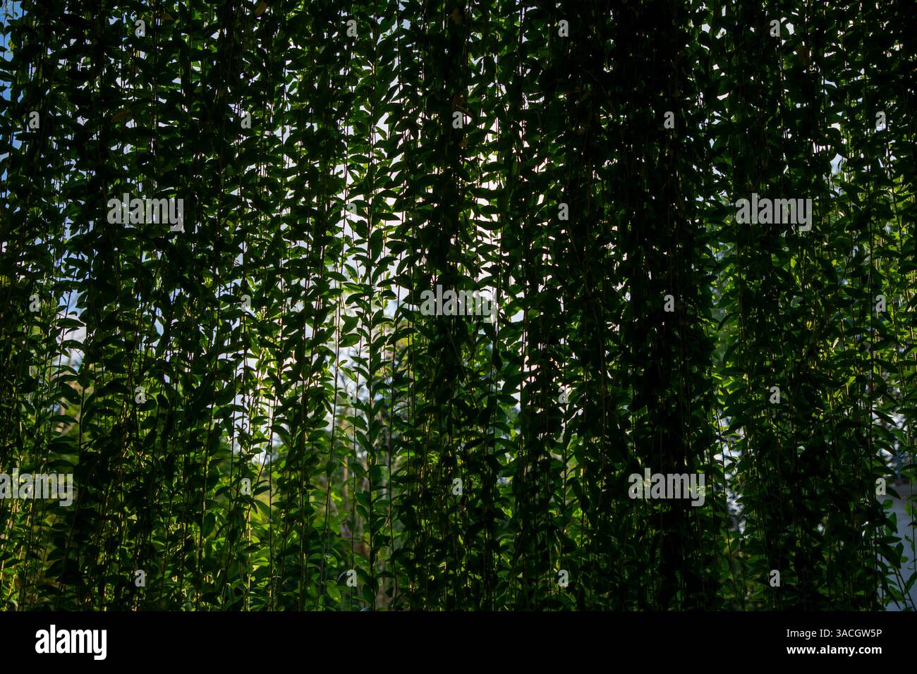 Lee Kwan Yew (Vernonia elliptica) – Also known as Curtain Creeper, this ...