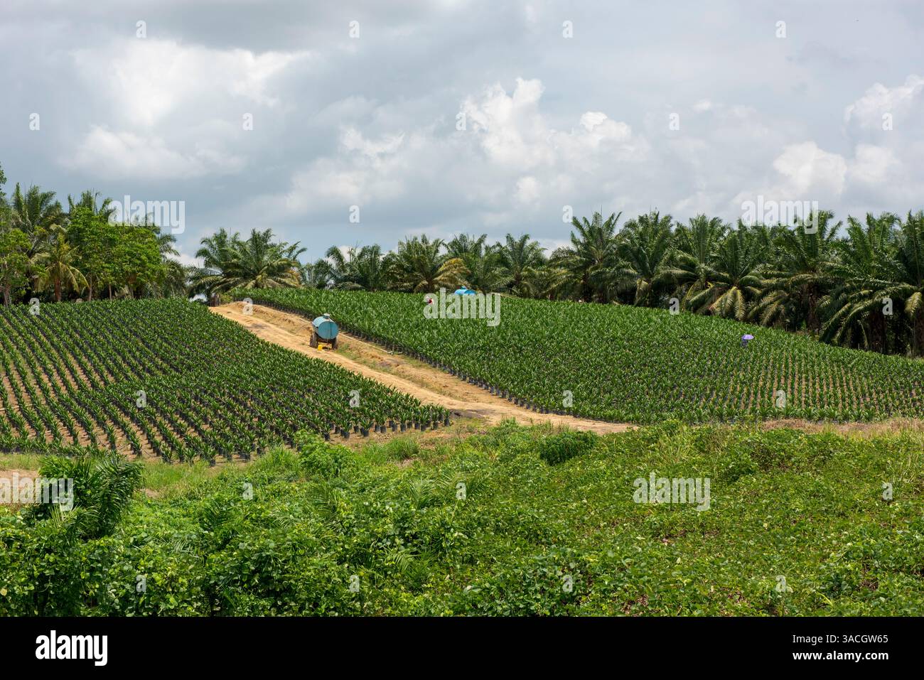 Palm oil production in Sabah, Malaysia Stock Photo - Alamy