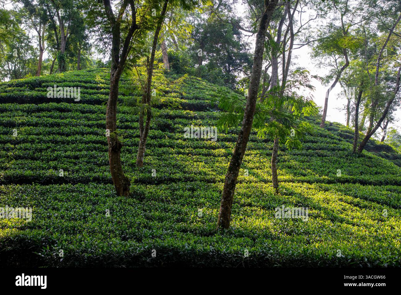 A lush tea garden in Srimangal, Moulvibazar district, Bangladesh. Known ...
