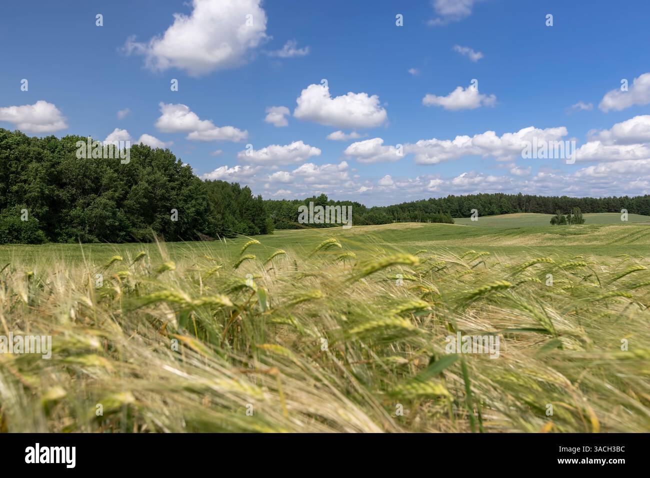 rye in a field in the summer against a blue sky with clouds ...
