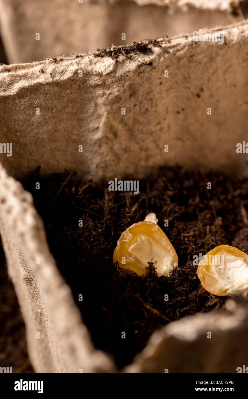 pots made of peat with chernozem and corn seeds, planting sweet corn ...