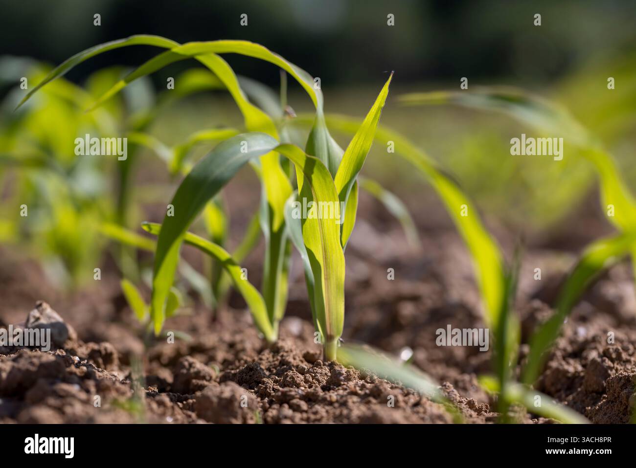 a field with fresh corn sprouts in fertile soil with fertilizers, a ...