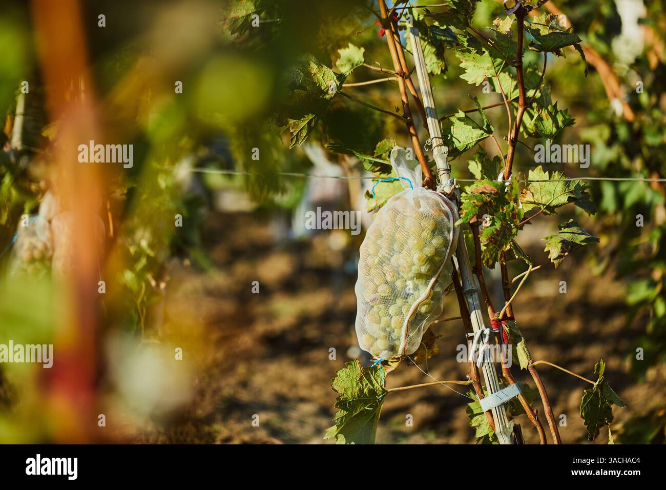 Featuring clusters of grapes hi-res stock photography and images - Alamy