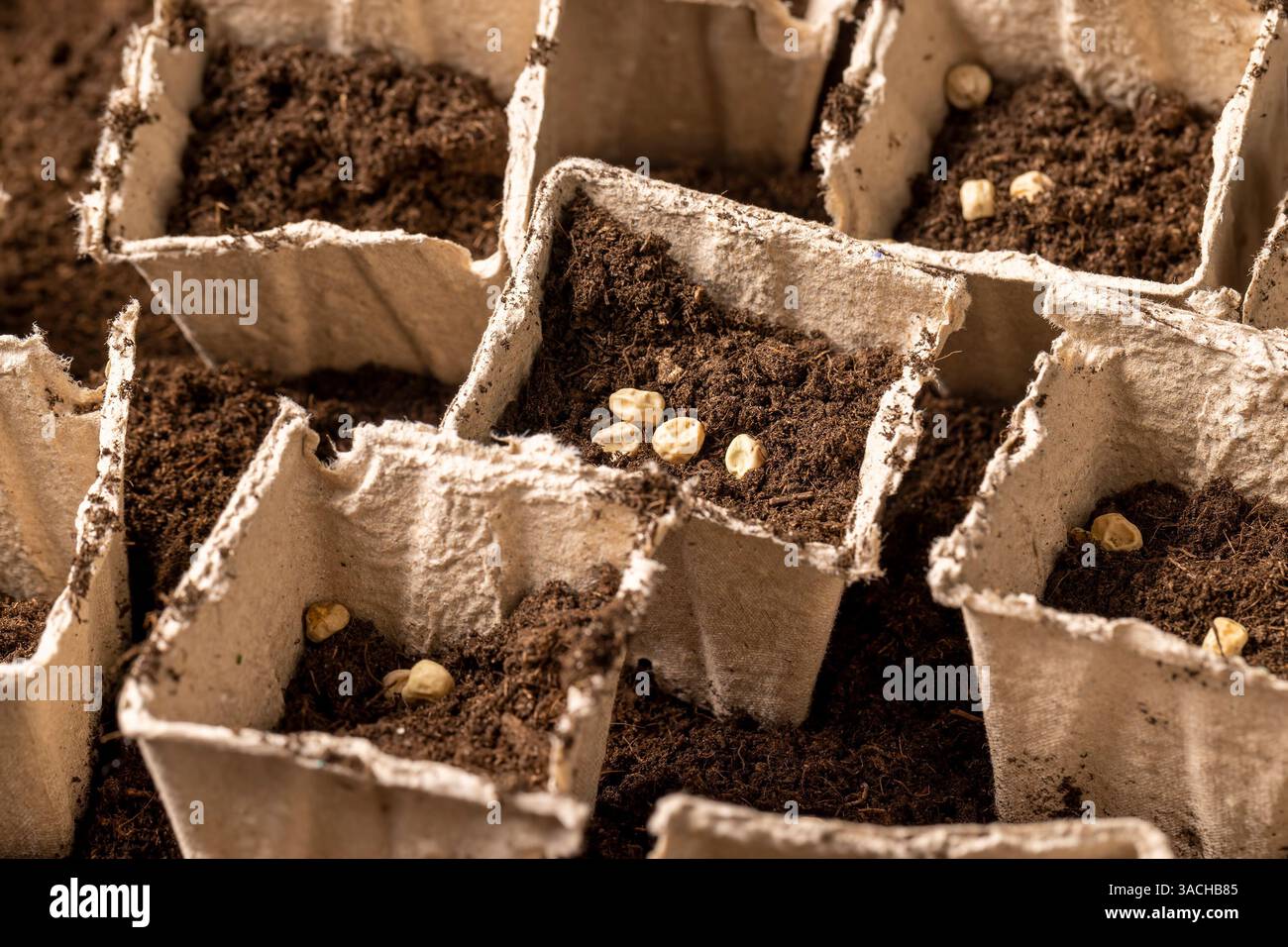 disposable paper pots made of peat with chernozem and pea seeds ...