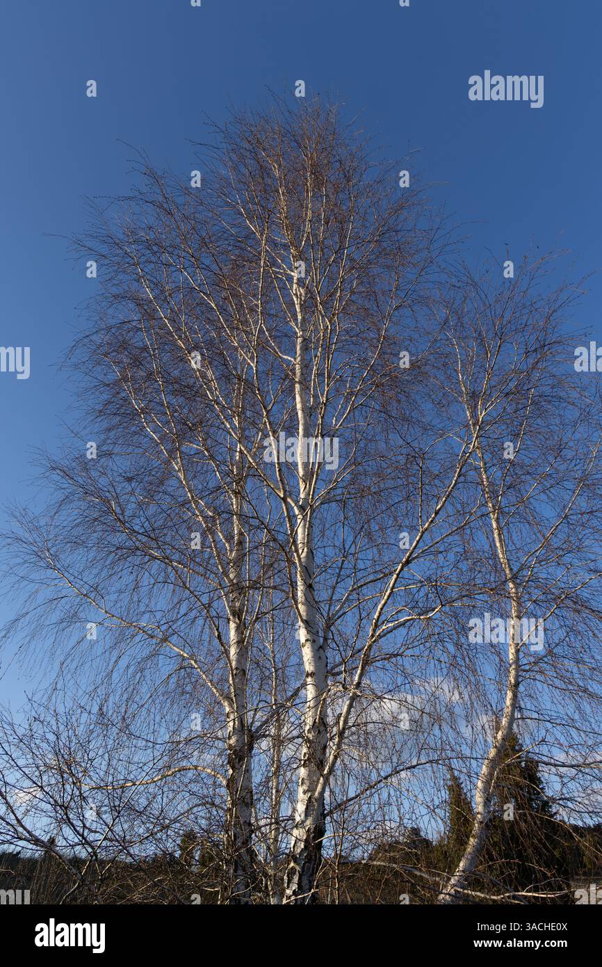 A tree without leaves, a birch against a blue sky Stock Photo - Alamy