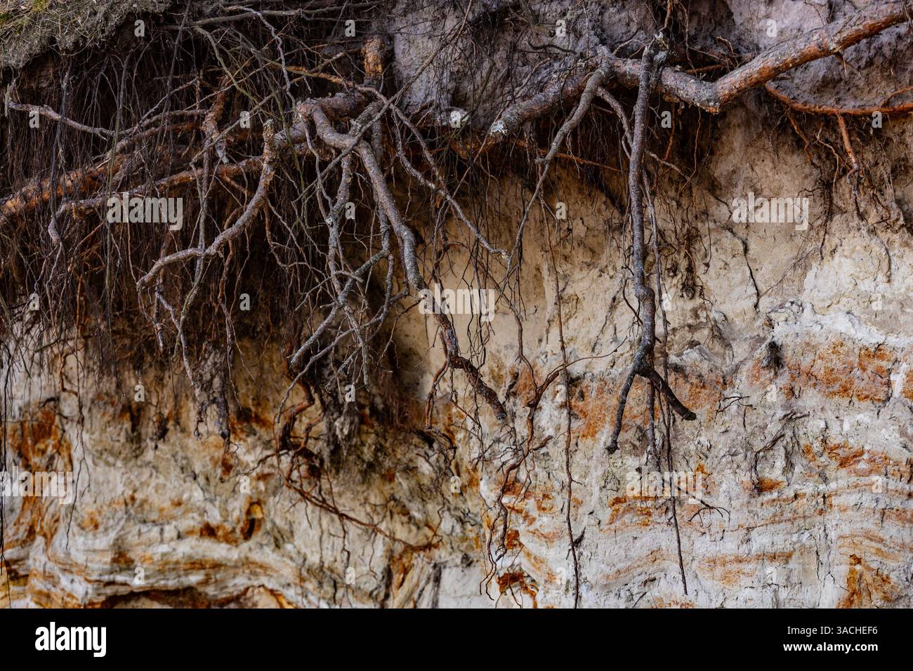 Intricate Network of Roots Intertwined with Sandy Soil Creating a Natural Landscape Genre that ...