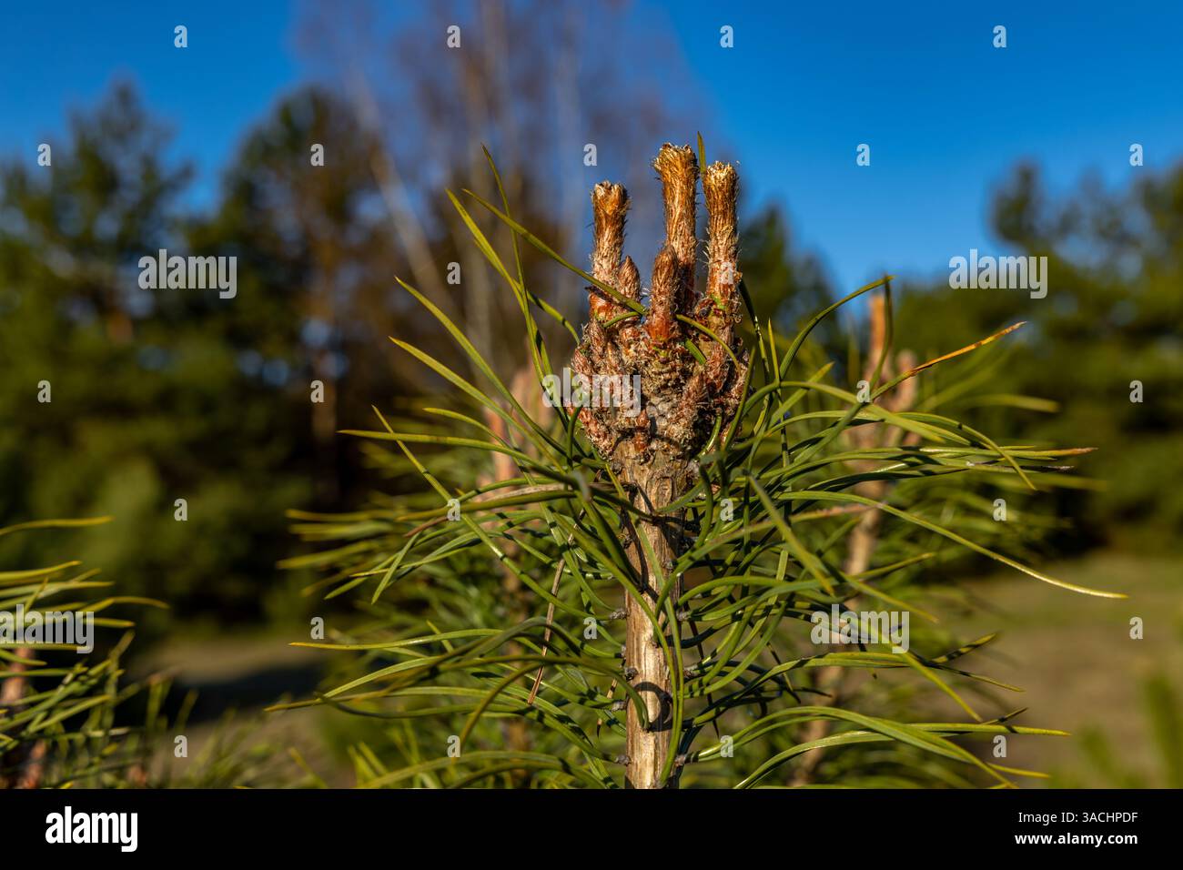 Nature coming to life in spring, green needles of pine and spruce Stock ...