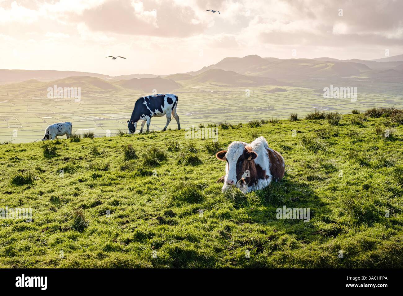 A peaceful scene in Terceira, Azores, where cows graze on lush green ...