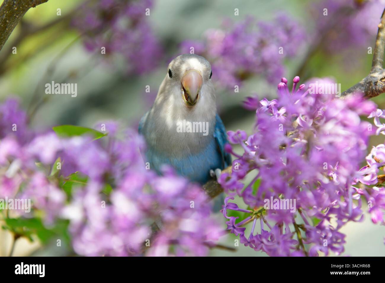 BEIJING, CHINA - APRIL 4, 2025 - A parrot is seen among lilac flowers ...