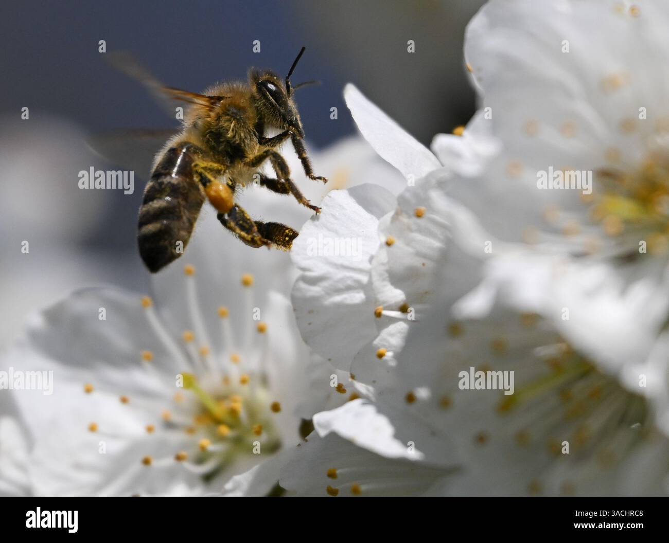 Ockstadt, Germany. 04th Apr, 2025. A honey bee flies towards a cherry ...