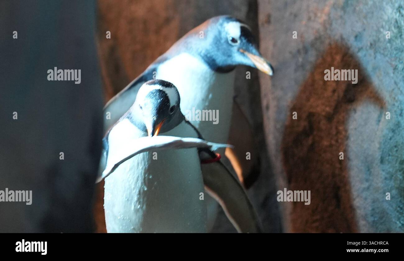 Hamburg, Germany. 04th Apr, 2025. A gentoo penguin with a fish in its ...