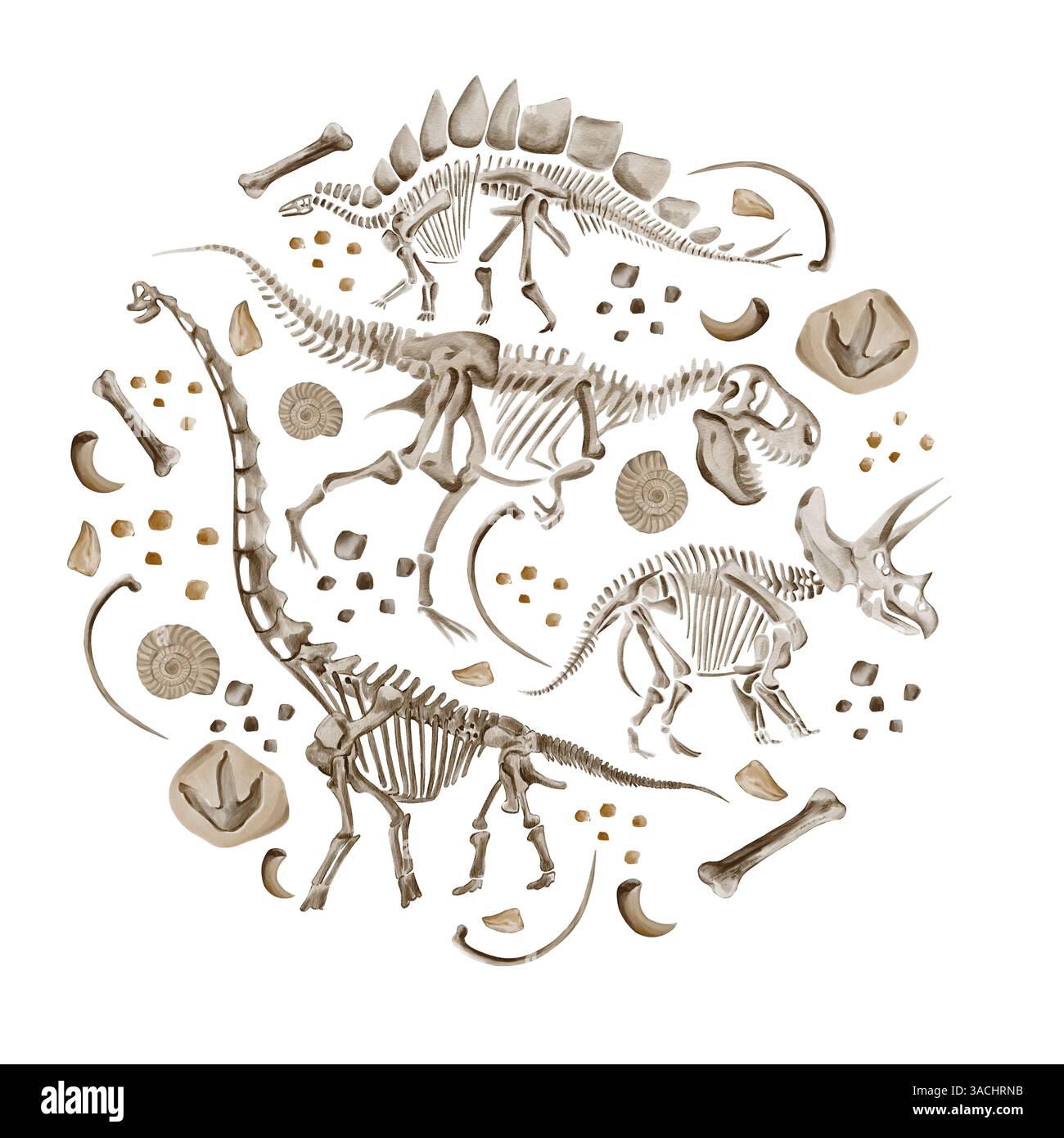 Set of dinosaur skeletons. Stegosaurus, Theranosaurus and Triceratops ...