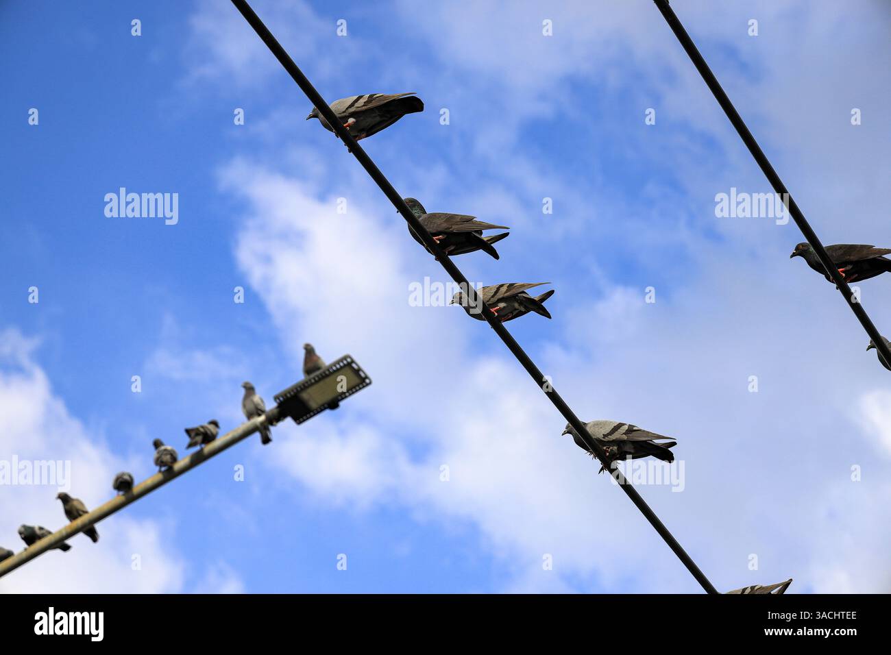 flock of pigeon birds perch on electric pole and high voltage cable ...
