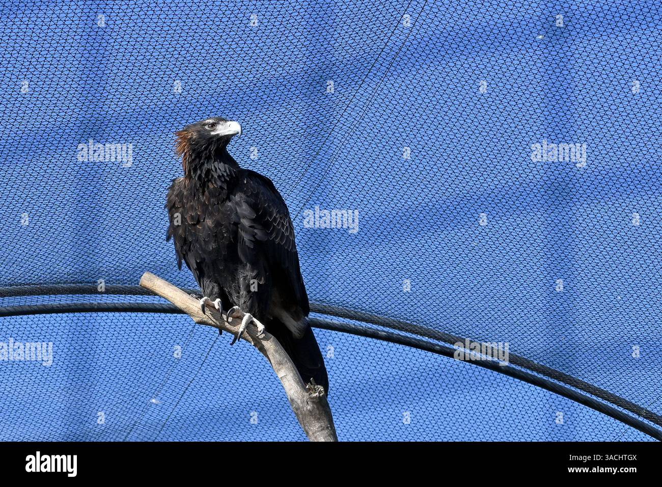 Bird park in Moonlit sanctuary, Melbourne, Australia. Aquila audax ...