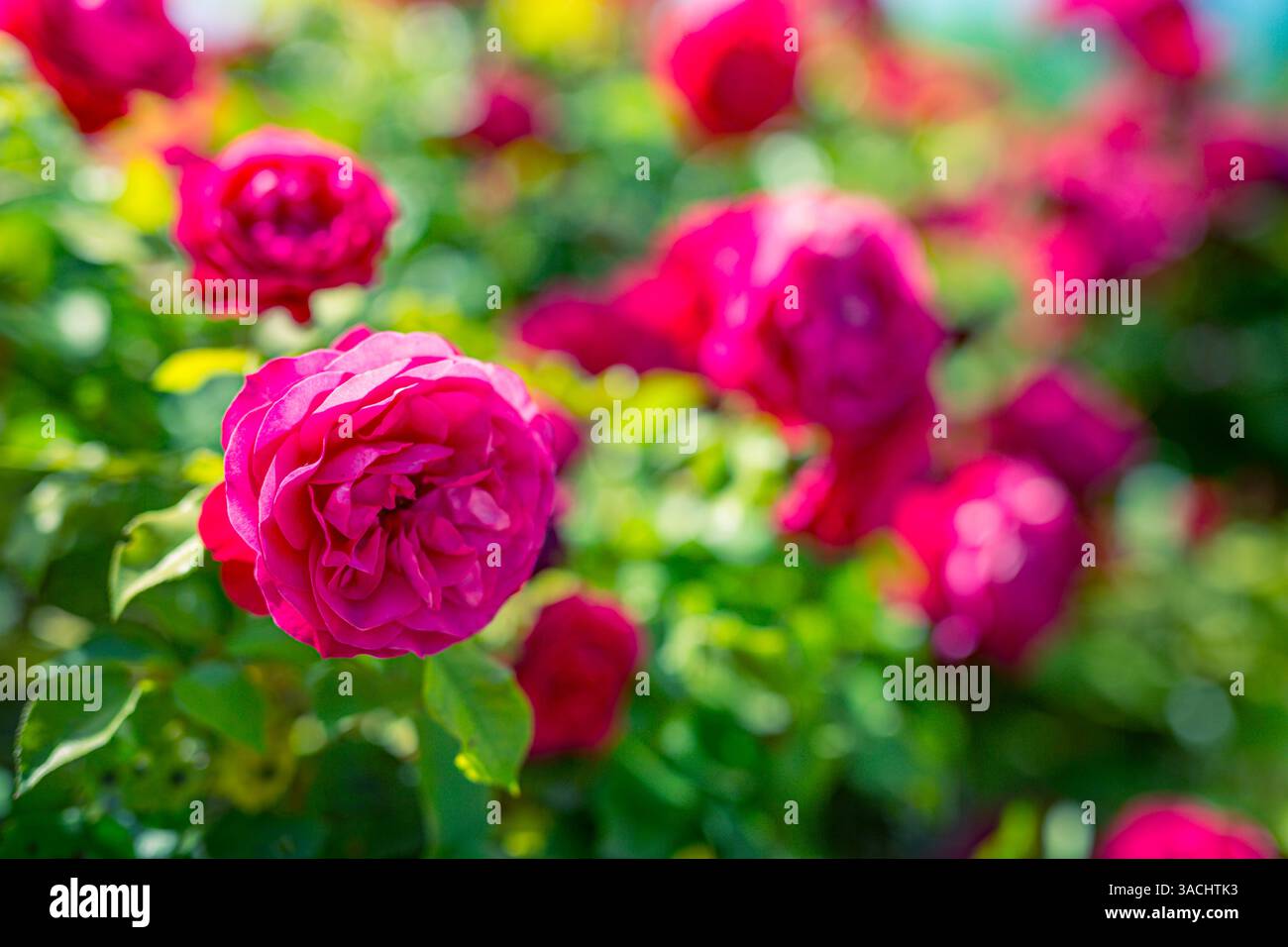 Beautiful blooming pink rose hi-res stock photography and images - Alamy