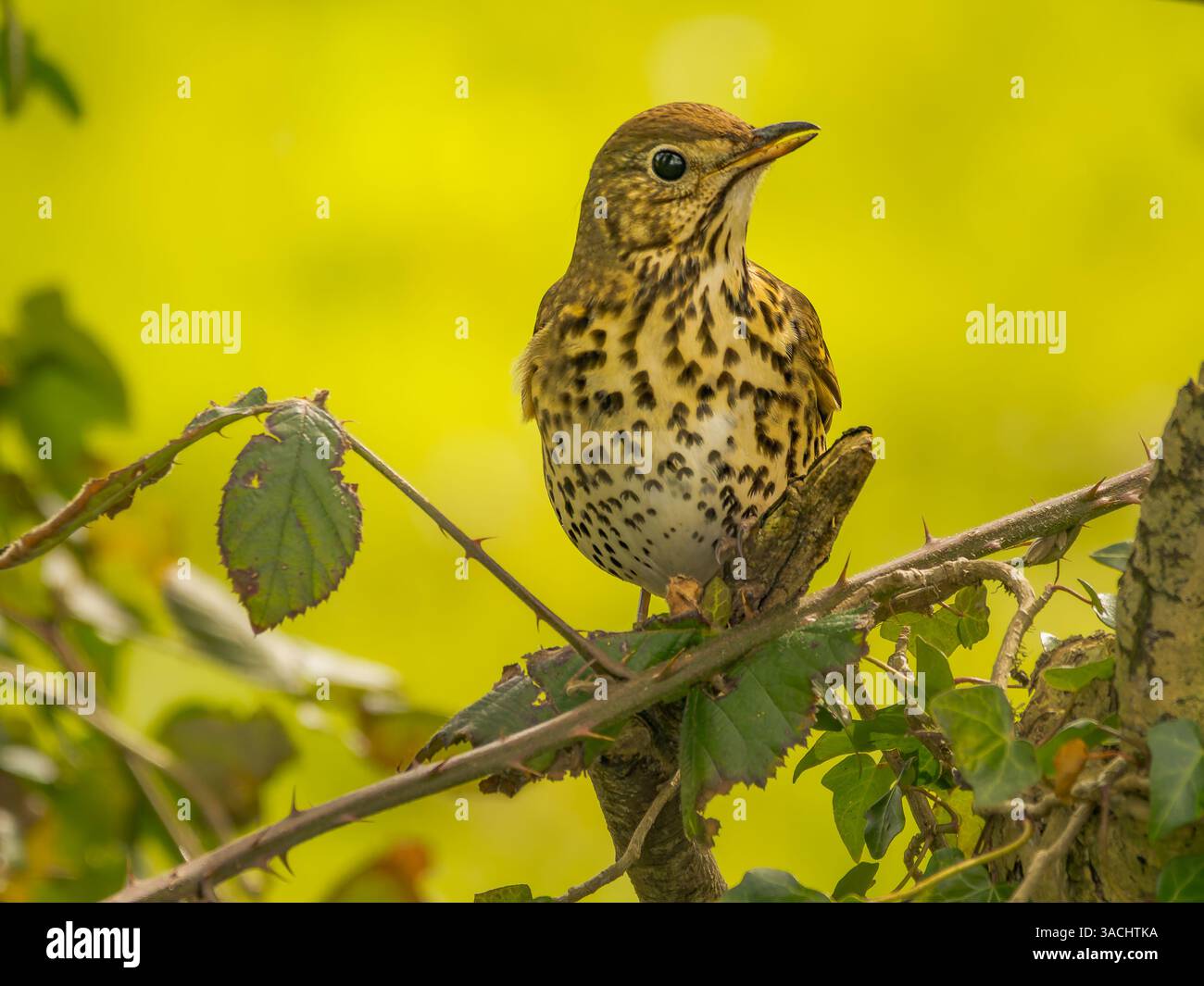Thrush photography hi-res stock photography and images - Alamy