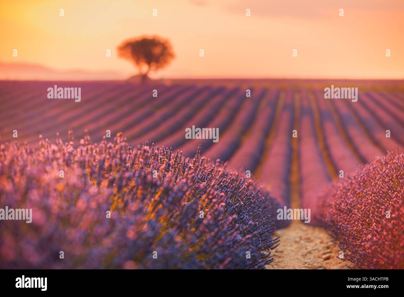 Breathtaking nature landscape. Panoramic lavender meadow fields in ...