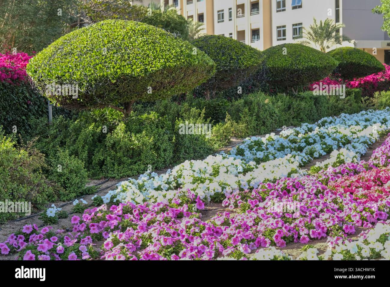 Ornamental pruned shrubs and rows Petunia flowers as city landscaping ...