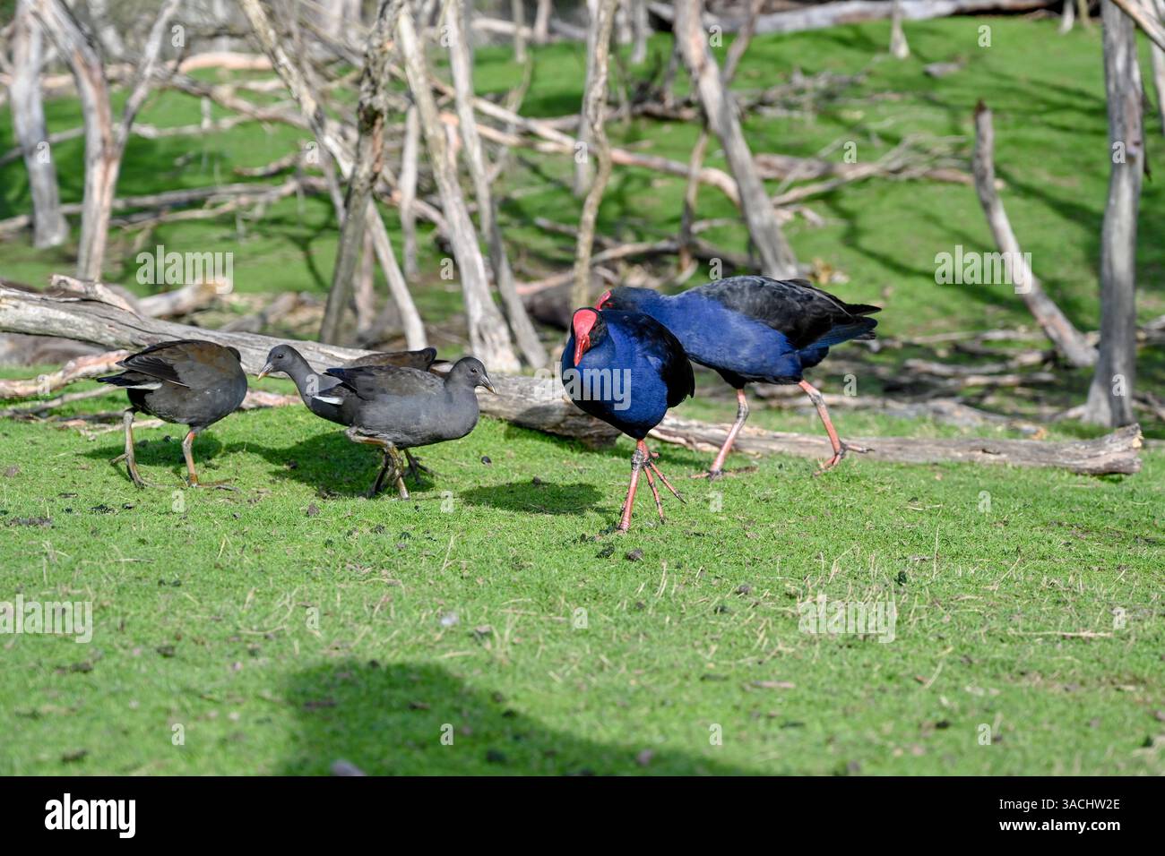 Bird park in Moonlit sanctuary, Melbourne, Australia (Australasian ...