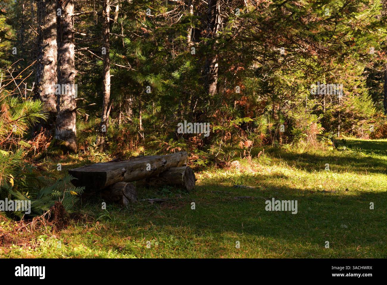 A bench made of logs along a hiking trail in the shade of tall cedar ...