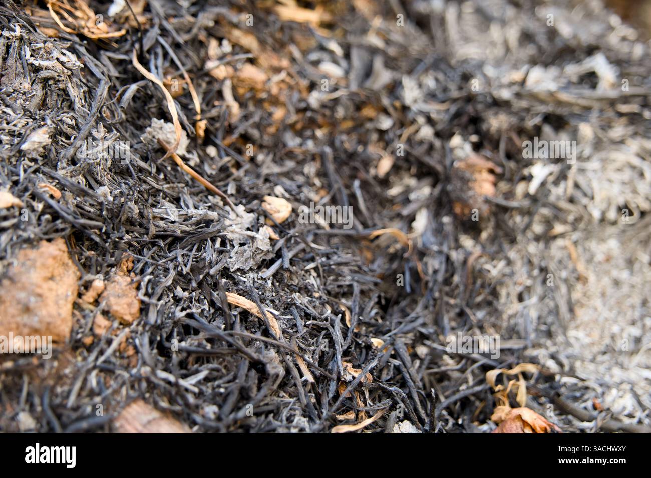 Close-up view of ash and charred plant debris scattered on the ground ...