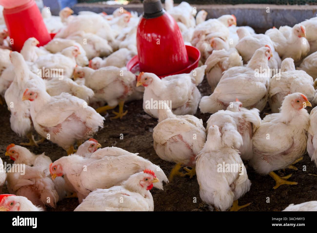 White chickens gather in a spacious poultry farm, highlighting ...