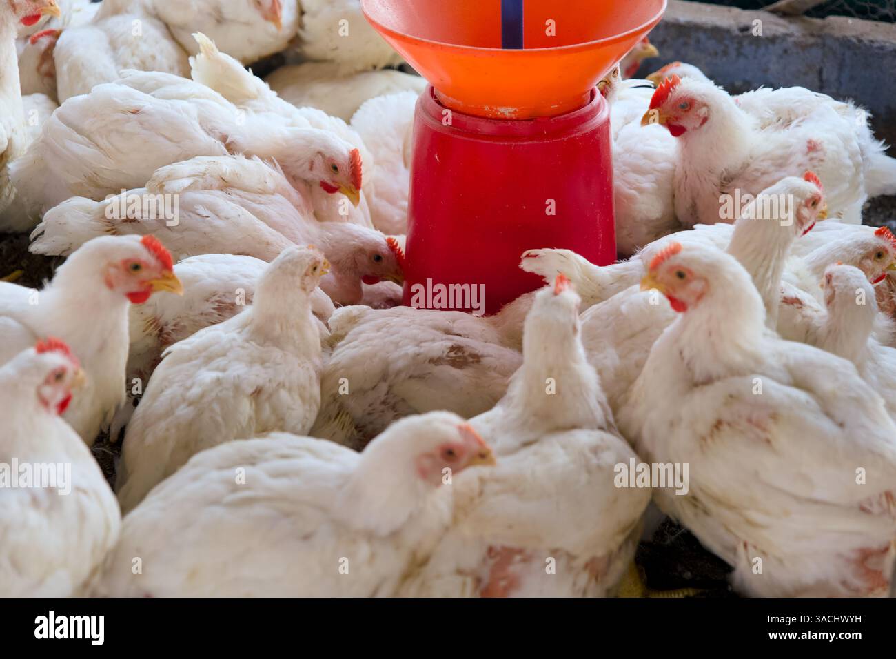 White chickens gather around a red water trough in a farm barn, busy ...