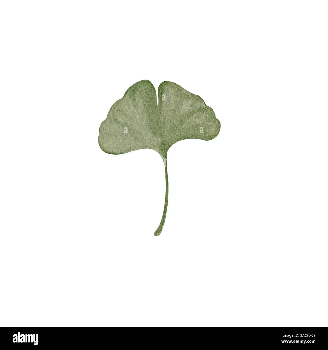 Ginkgo tree leaf. Small heart-shaped leaf. Ancient prehistoric plant ...