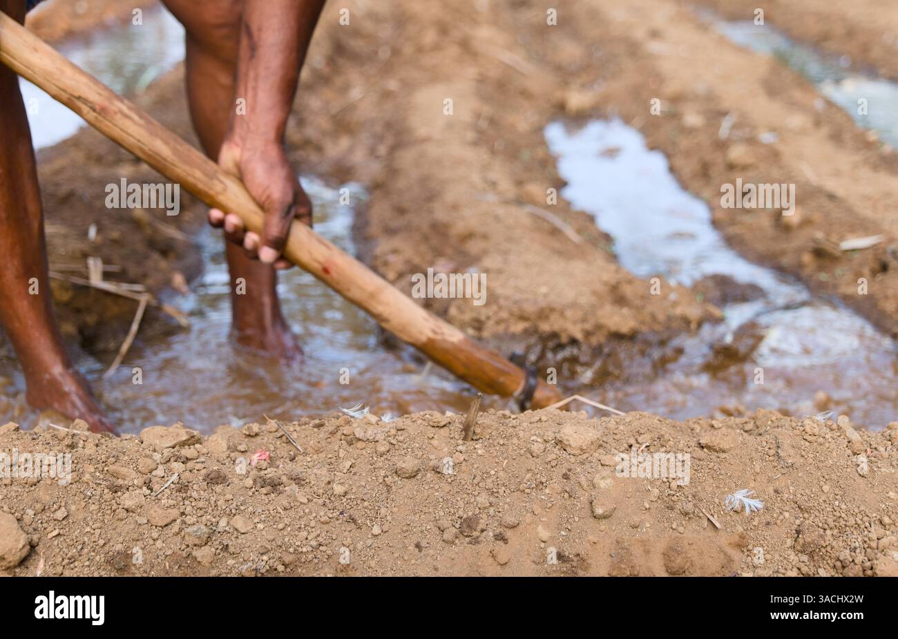 A gardener is using a hoe to cultivate flooded vegetable fields in a ...