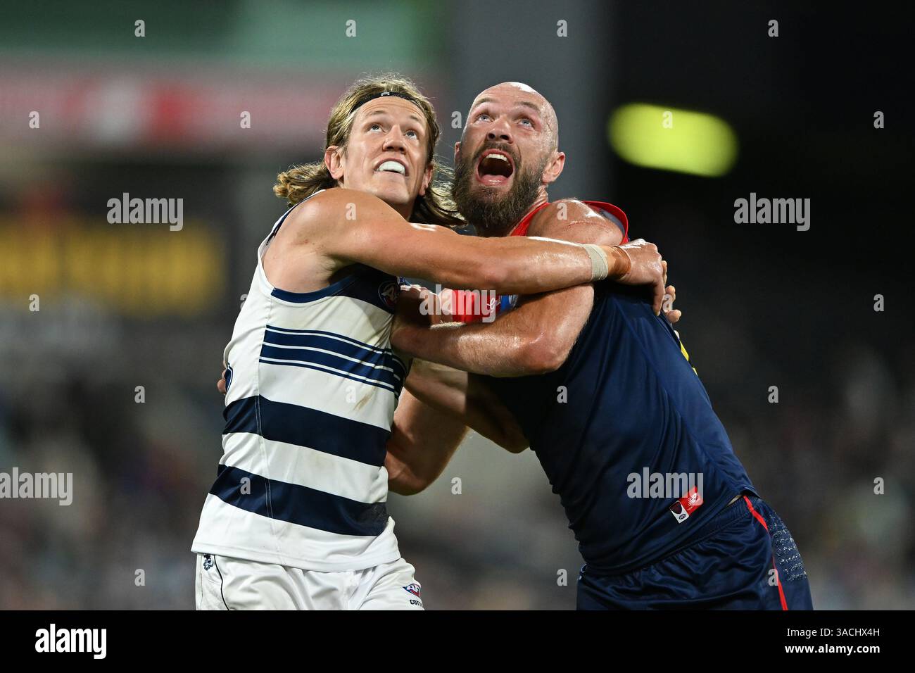 Mark Blicavs of Geelong (left) and Max Gawn of the Demons in action ...
