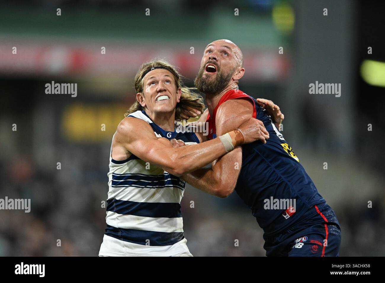 Mark Blicavs of Geelong (left) and Max Gawn of the Demons in action ...