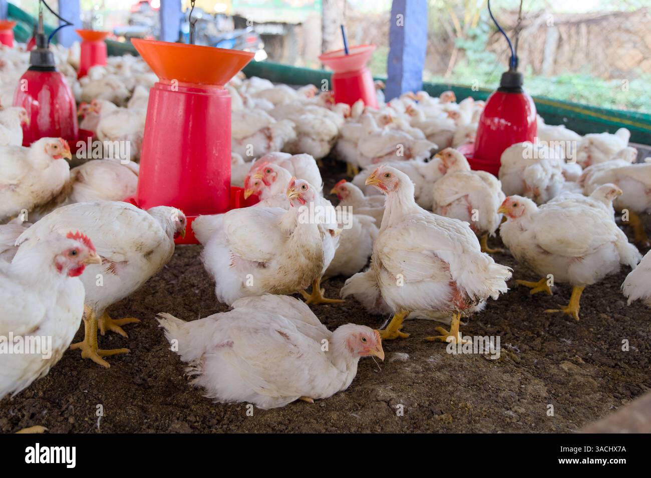 White chickens gather in hi-res stock photography and images - Alamy