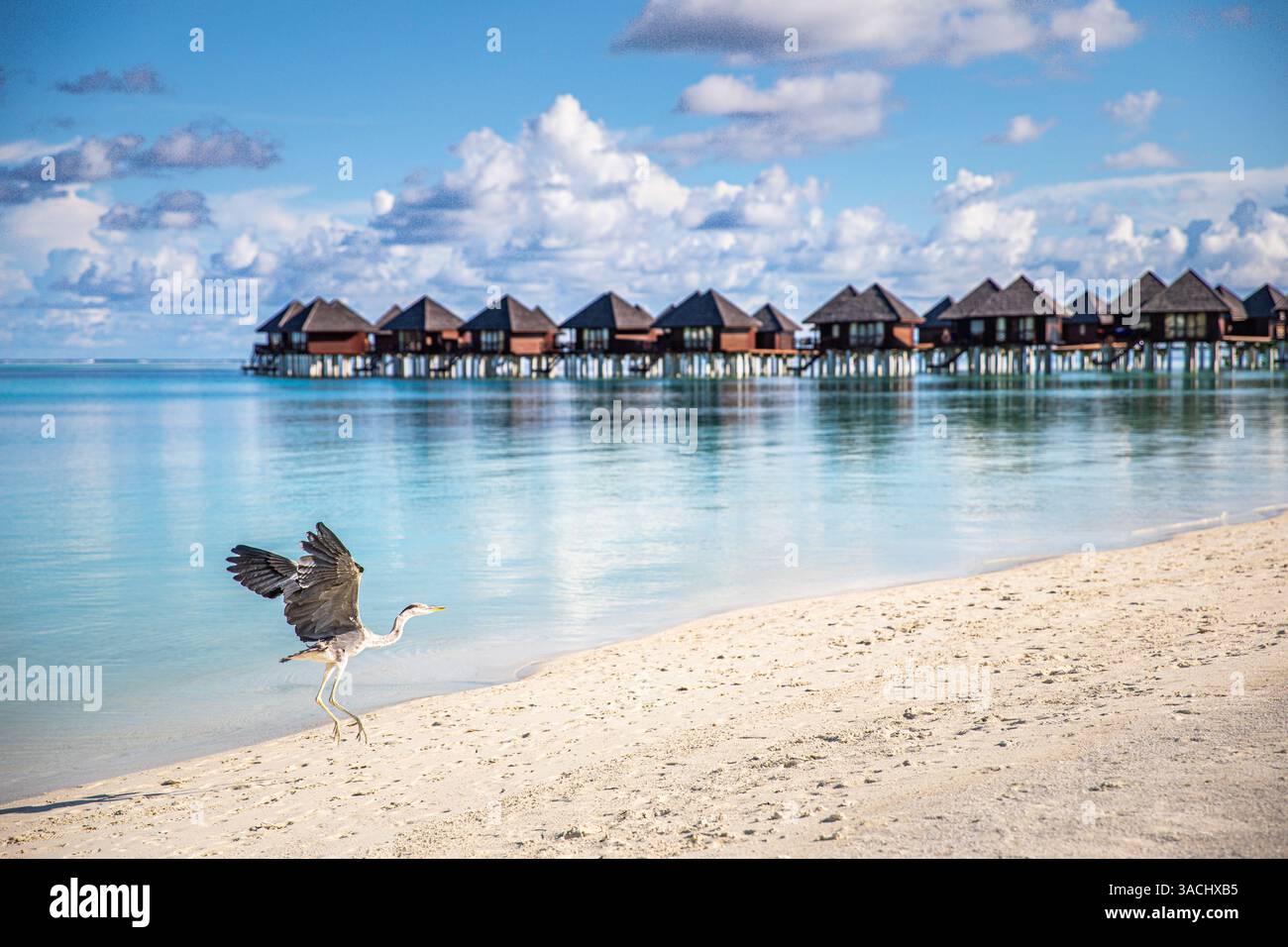 Close up view of grey heron bird in Maldives. Paradise tropical beach ...