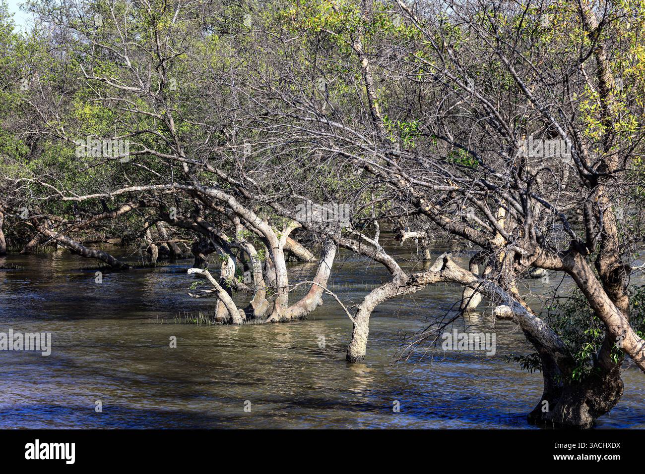 Conditions inside the mangrove forest, Mangrove plants growing in ...
